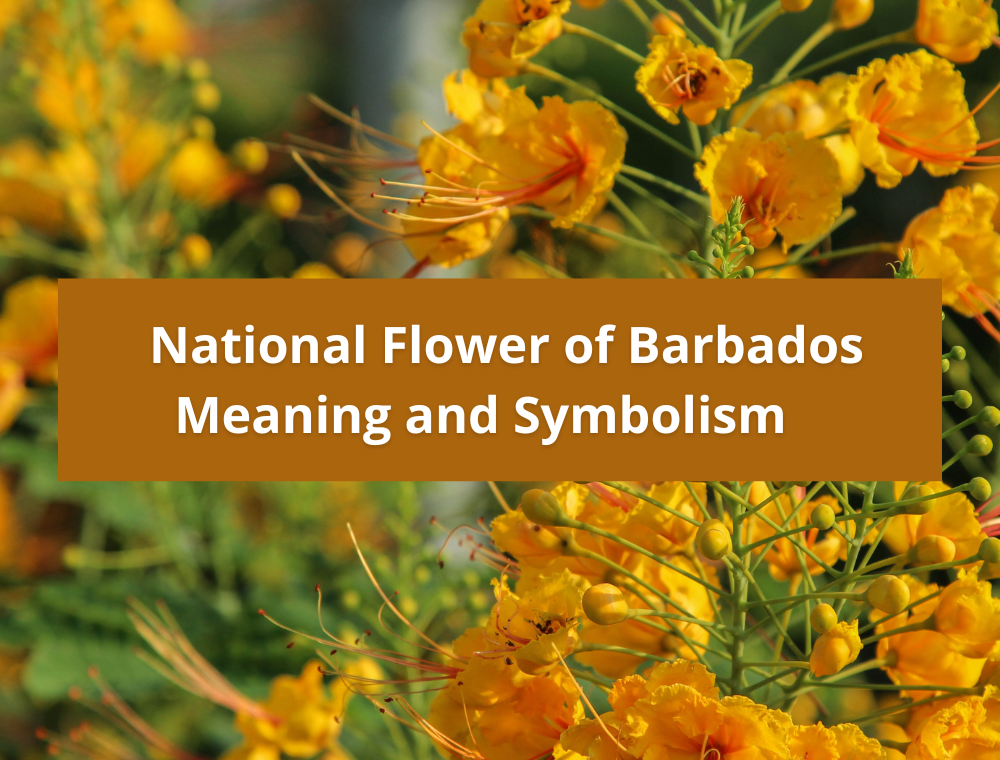 What is the national flower of Barbados, Meaning and Symbolism