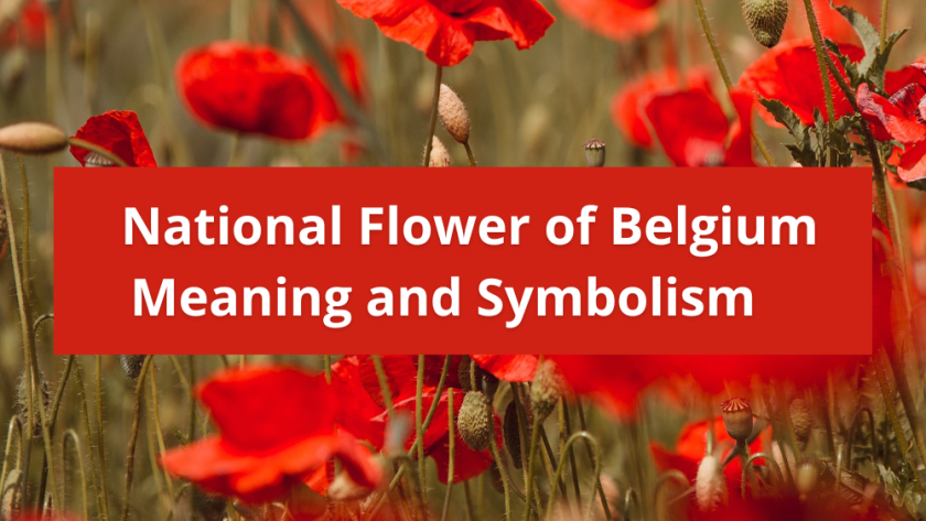 National Animal Flower Of Belgium | Best Flower Site