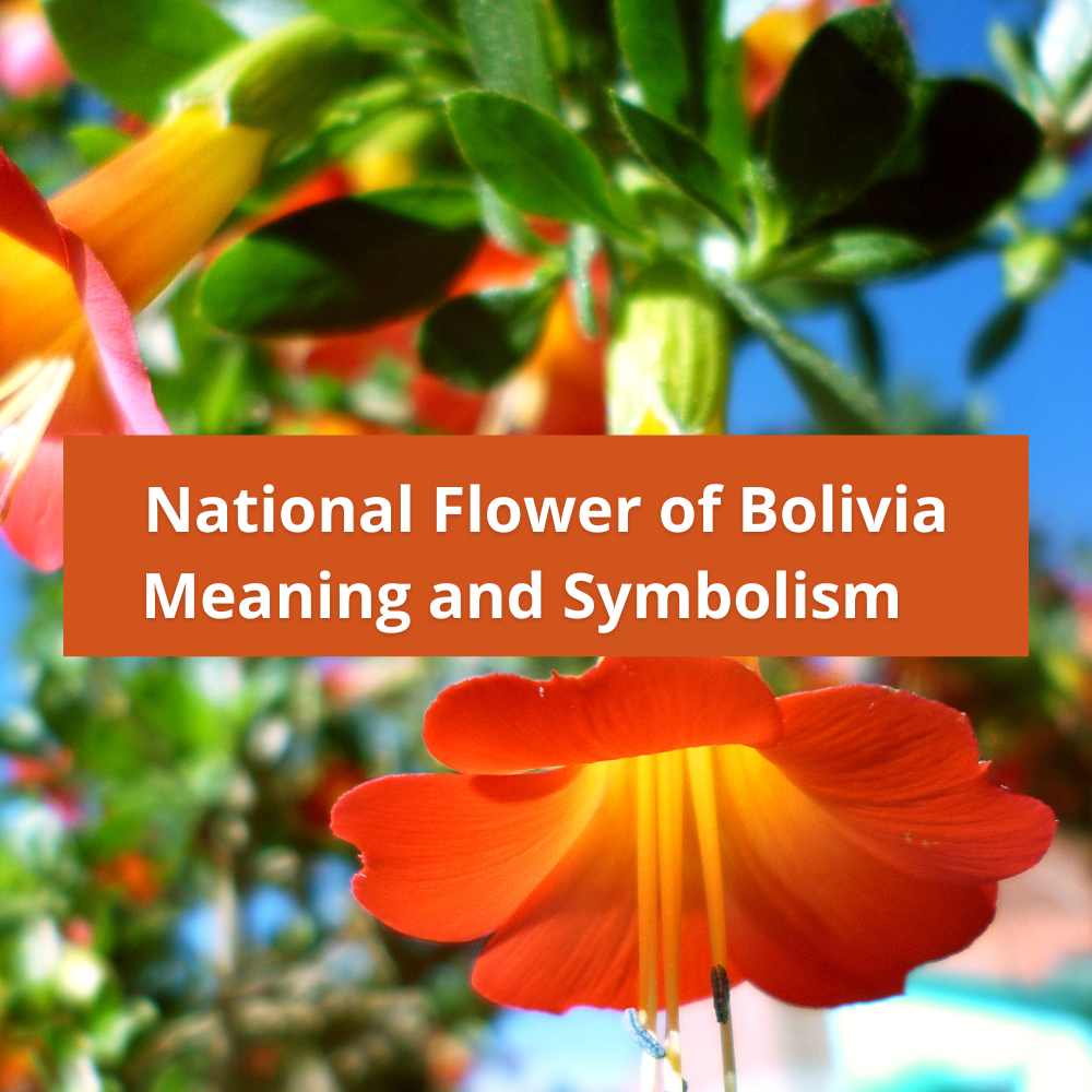 What is the national flower of Bolivia, Meaning and Symbolism
