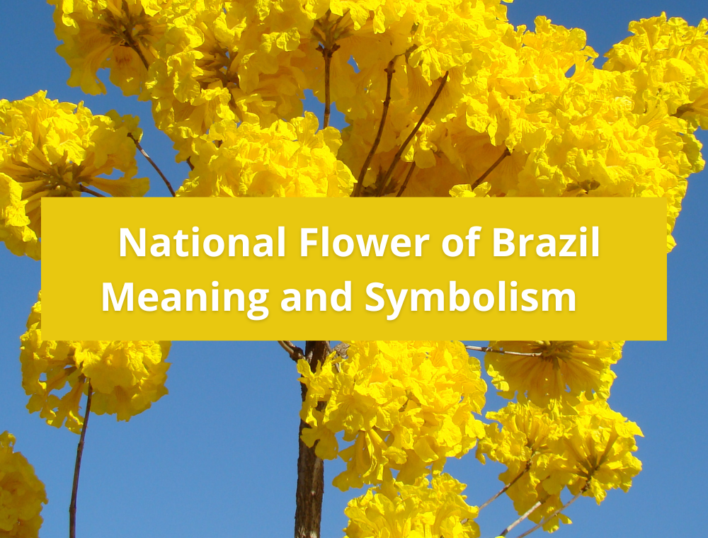 What is the national flower of Brazil, Meaning and Symbolism