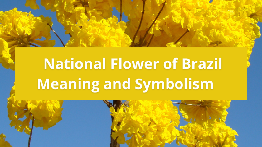 What is the national flower of Brazil, Meaning and Symbolism