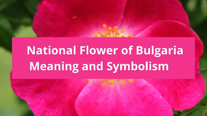 What is the national flower of Bulgaria, Meaning and Symbolism