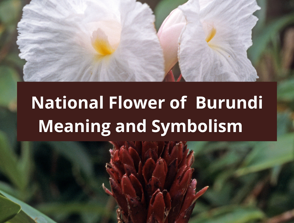 What is the national flower of Burundi, Meaning and Symbolism