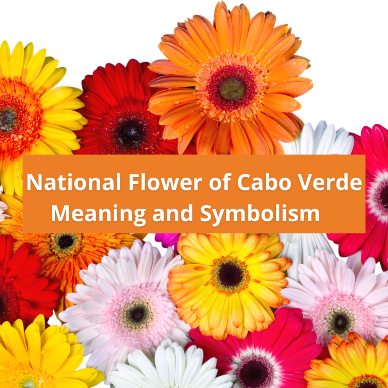 What is the national flower of Burundi, Meaning and Symbolism