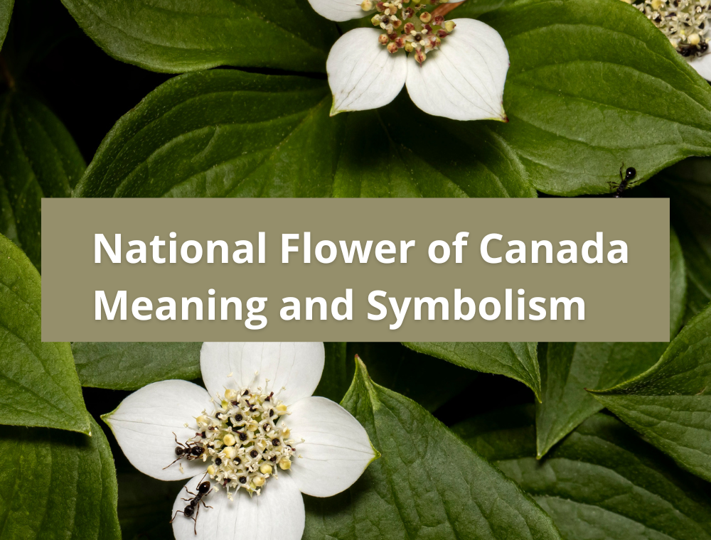 National Flower And Animal Of Canada | Best Flower Site