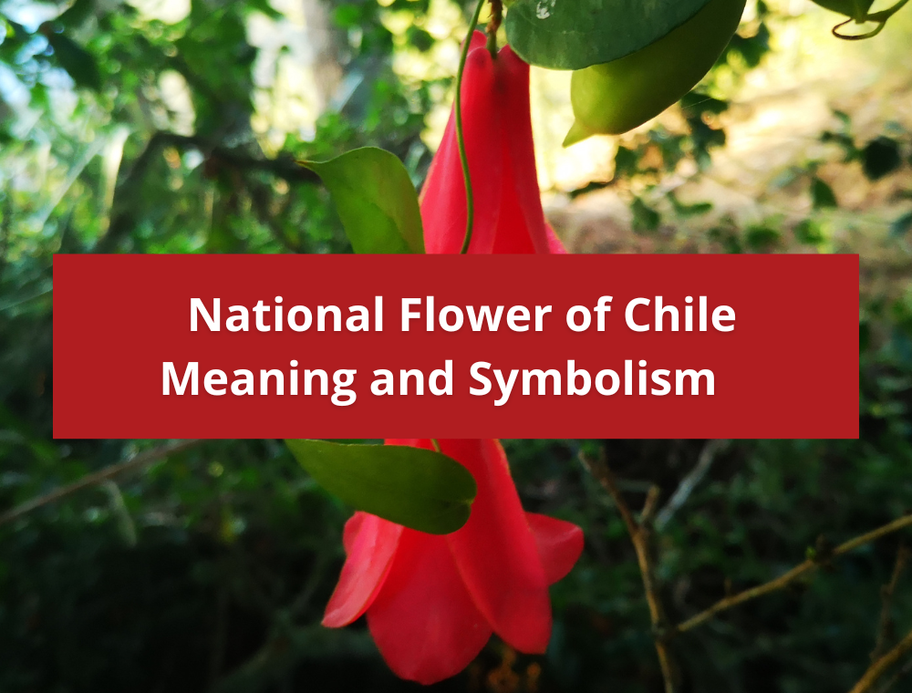 What is the national flower of Chile, Meaning and Symbolism