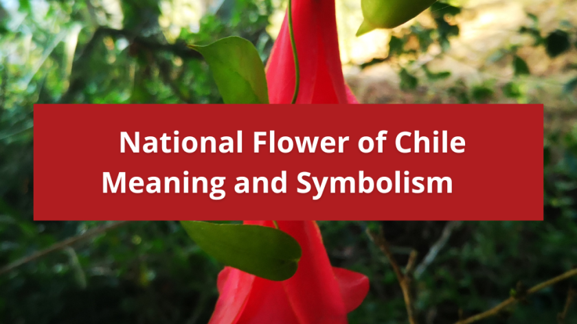 What is the national flower of Chile, Meaning and Symbolism