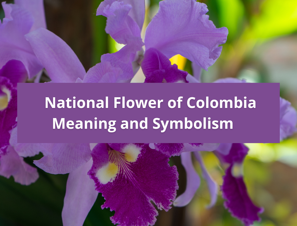 Cattleya Flower Colombia Meaning | Best Flower Site