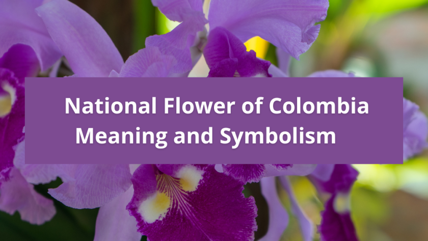 What is the national flower of Colombia, Meaning and Symbolism