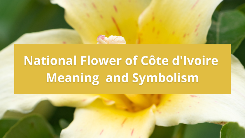 What is the national flower of Côte d'Ivoire, Meaning and Symbolism