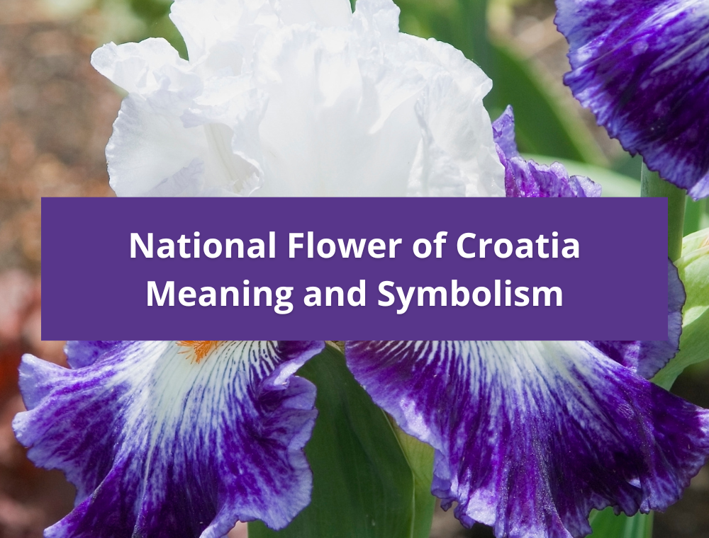 What is the national flower of Croatia, Meaning and Symbolism