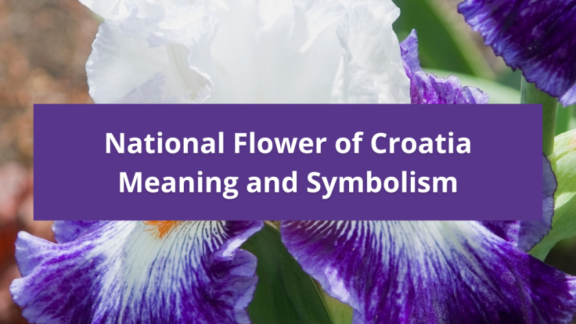 What is the national flower of Croatia, Meaning and Symbolism