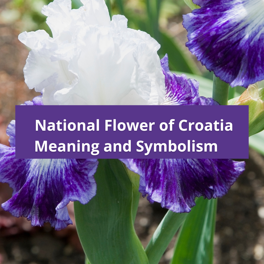 What is the national flower of Côte d'Ivoire, Meaning and Symbolism