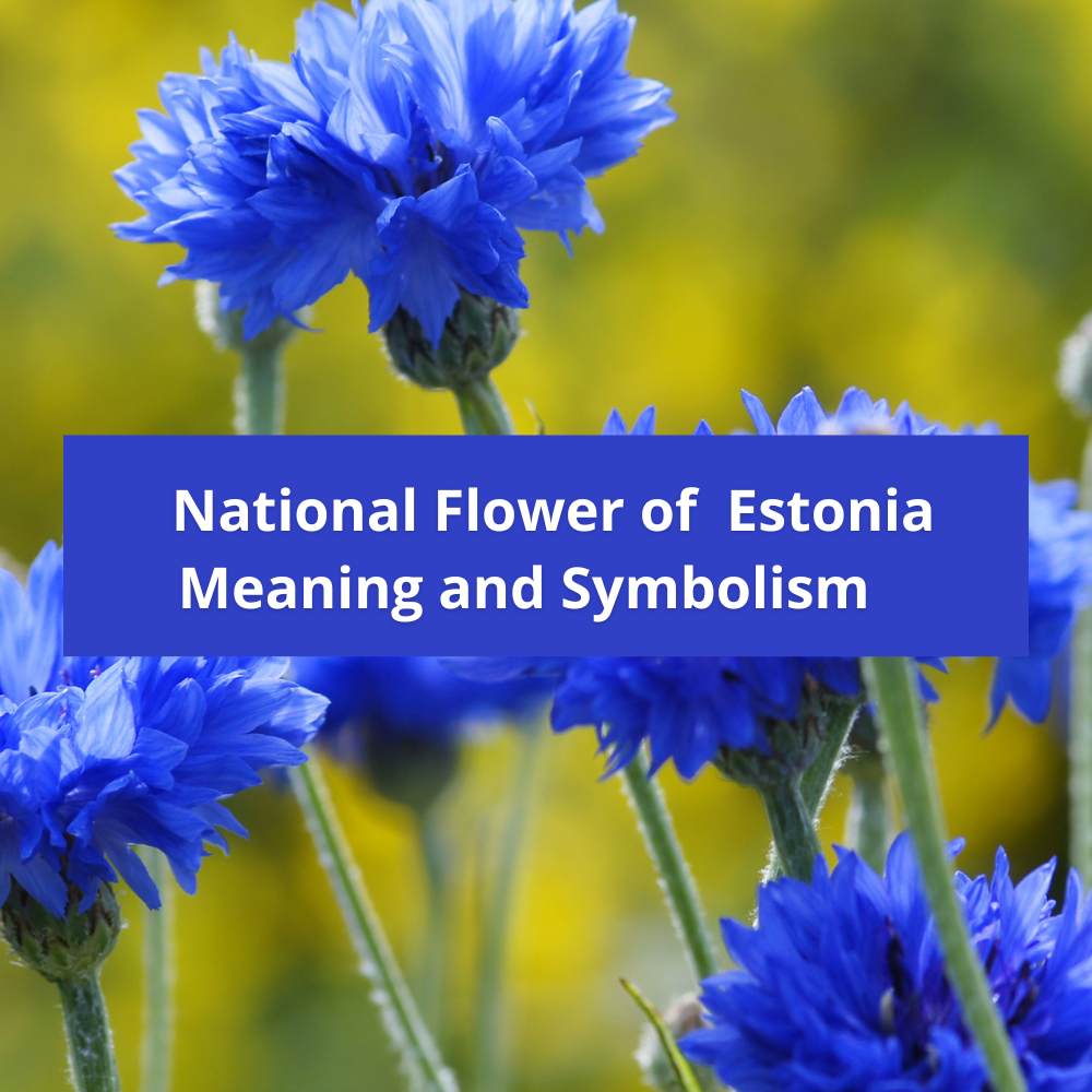 What is the national flower of Estonia, Meaning and Symbolism