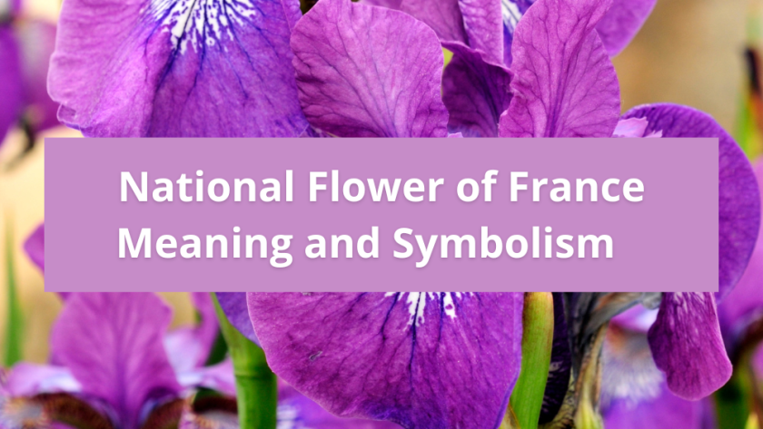 What is the national flower of France, Meaning and Symbolism