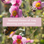 What is the national flower of Iran, Meaning and Symbolism