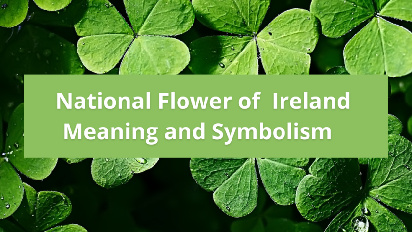 What is the national flower of Ireland, Meaning and Symbolism