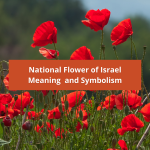 What is the national flower of Jamaica, Meaning and Symbolism