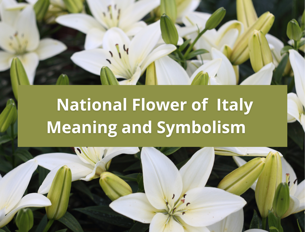 National Flower Of Italy Images | Best Flower Site