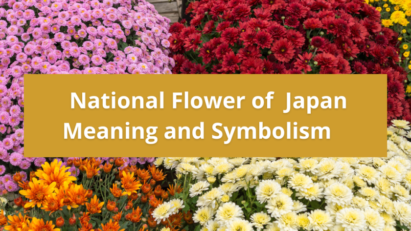 What is the national flower of Japan, Meaning and Symbolism