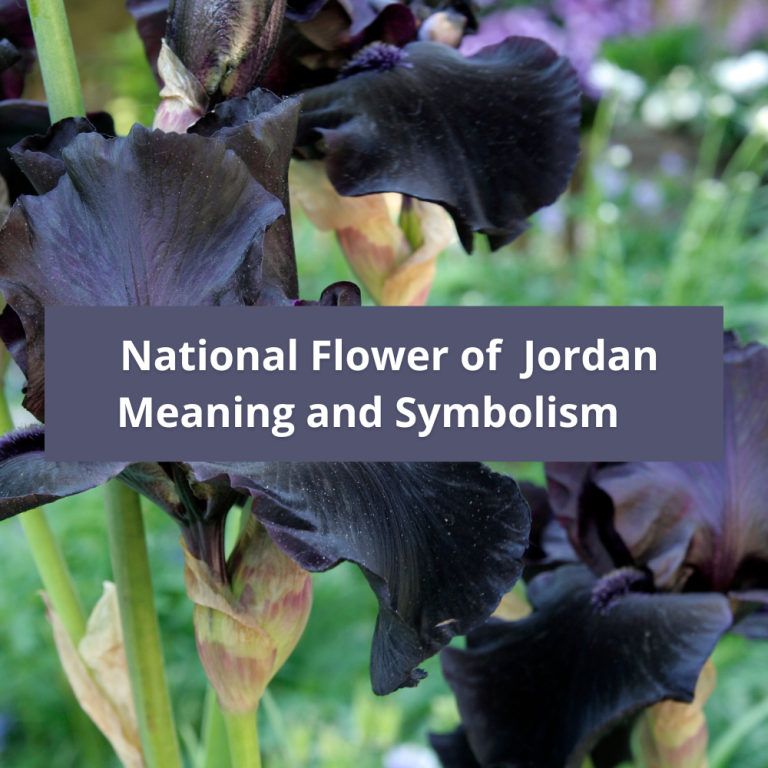 What is the national flower of Japan, Meaning and Symbolism