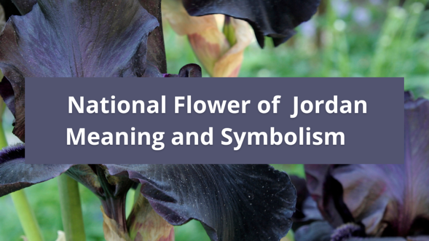 What is the national flower of Jordan, Meaning and Symbolism