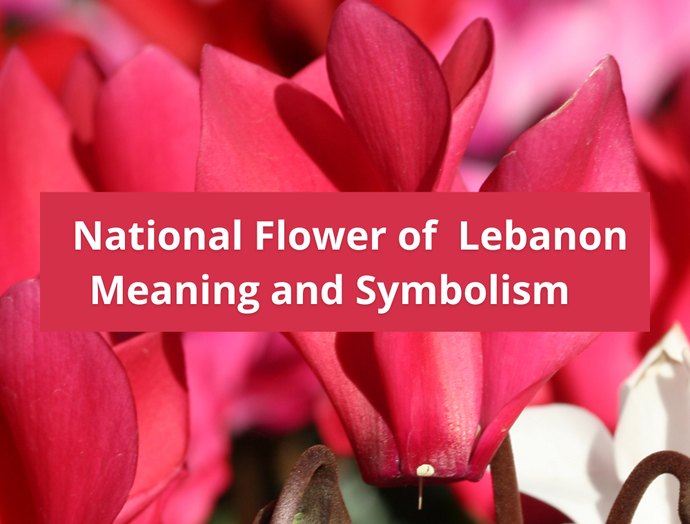 What is the national flower of Lebanon, Meaning and Symbolism