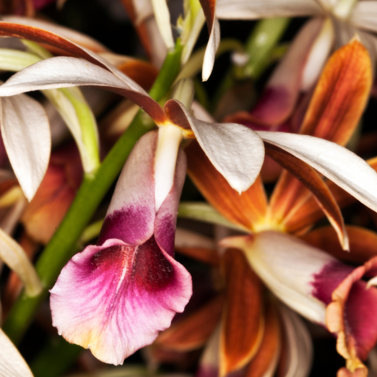 What is the National Flower of Guatemala, Meaning and Symbolism