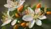 Florida State Flower: Orange Blossom Meaning and Symbolism