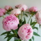 What is the National Flower of Romania,Meaning and Symbolism?