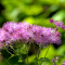 What is the national flower of Lithuania, Meaning and Symbolism?