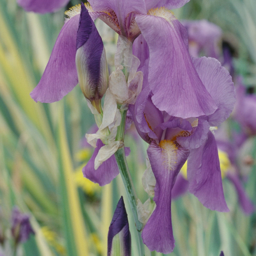 National Flower Of France | Best Flower Site