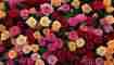 New York State Flower: Rose Meaning and Symbolism
