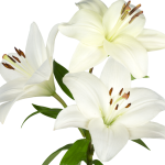 What is the national flower of Italy, Meaning and Symbolism?
