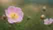 North Dakota State Flower: Wild Prairie Rose Meaning and Symbolism