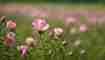 North Dakota State Flower: Wild Prairie Rose, Meaning and Symbolism