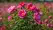 North Dakota State Flower: Wild Prairie Rose Meaning and Symbolism