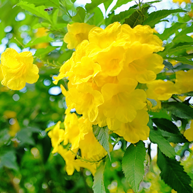 What is the National Flower of Bahamas, Meaning and Symbolism?