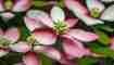 Virginia State Flower: American Dogwood, Meaning and Symbolism