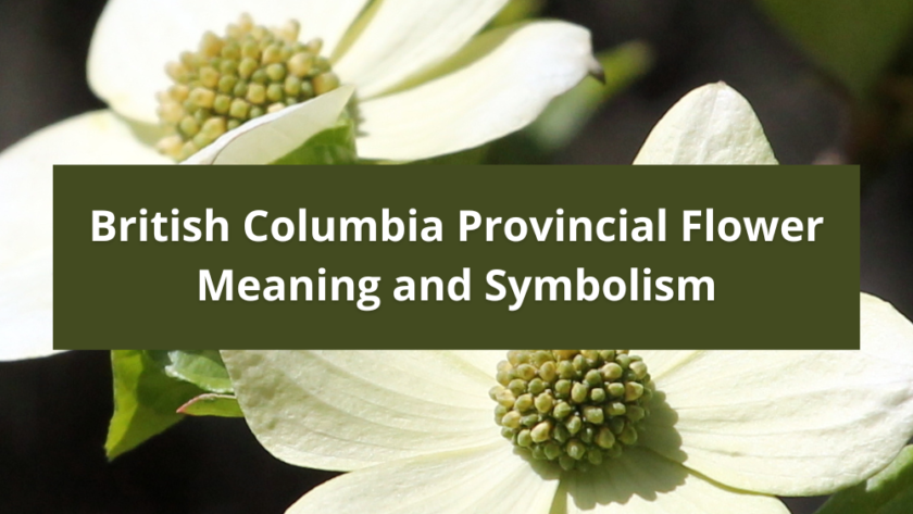 British Columbia Provincial Flower: Meaning and Symbolism