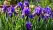 Tennessee State Flower: Purple Iris, Meaning and Symbolism