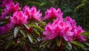 Washington State Flower: Coast Rhododendron, Meaning and Symbolism