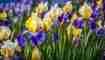 Tennessee State Flower: Purple Iris, Meaning and Symbolism