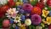 Quebec Provincial Flower: Meaning and Symbolism