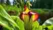 Newfoundland and Labrador Provincial Flower: Meaning and Symbolism