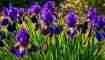 Tennessee State Flower: Purple Iris, Meaning and Symbolism
