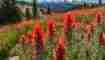 Wyoming State Flower: Indian Paintbrush, Meaning and Symbolism