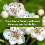 Ontario Provincial Flower: Meaning and Symbolism