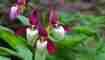 Prince Edward Island Provincial Flower: Meaning and Symbolism