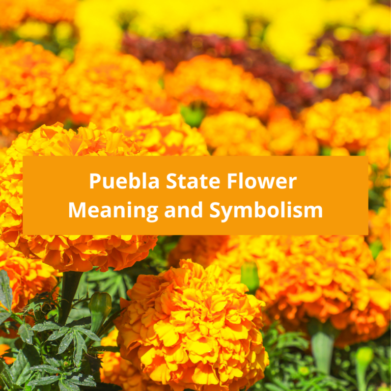 Oaxaca State Flower: Meaning and Symbolism